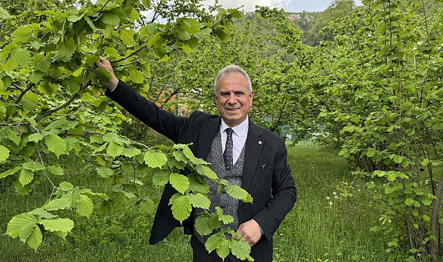KARADENİZ'DE FINDIK ÜRETİCİLERİNİN YENİ SEZON MESAİSİ BAŞLADI - Trabzon ...